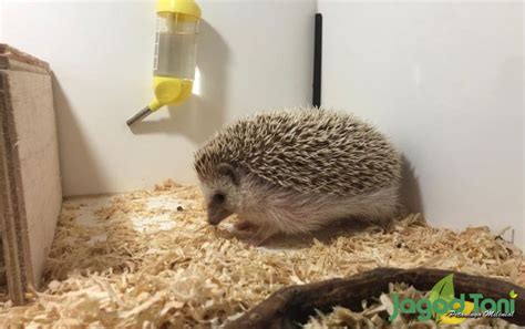 Ini Ciri Ciri Landak Mini Hamil Jagad Tani Petaninya Milenial