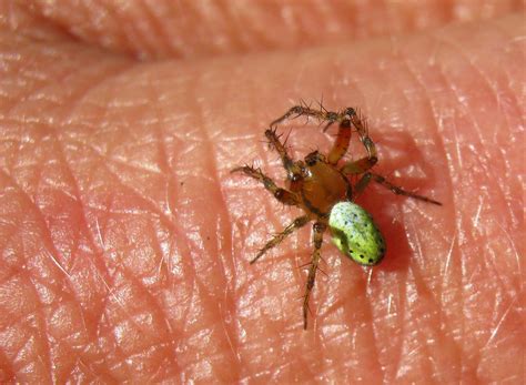 The Cucumber Spider Free Images