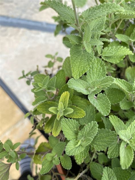 My Catnip Is Starting To Yellow And A Few Bits Are Even Turning Red
