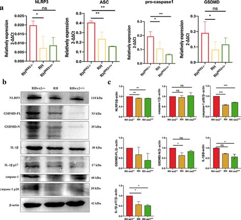 Expression Of Pyroptosis Related Molecules In Vivo A Gene Expression