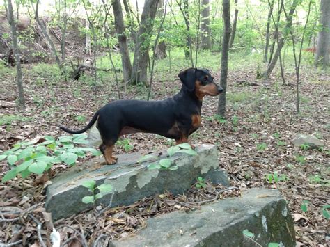 Dad Took Me In The Woods Crittercheck Rdachshund