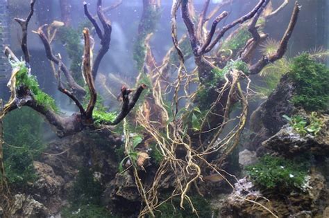 Premium Photo Close Up Of Tree Growing Underwater