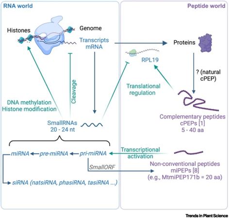 Unleashing The Potential Of Peptides In Agriculture And Beyond Trends