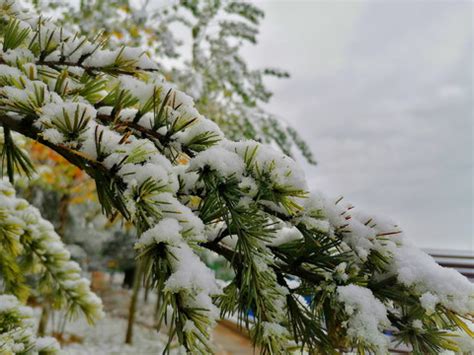 大雪压青松图片素材 大雪压青松设计素材 大雪压青松摄影作品 大雪压青松源文件下载 大雪压青松图片素材下载 大雪压青松背景素材 大雪压青松模板