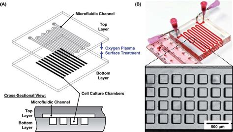 A Schematic Design Of The Microfluidic Device For Spheroid Formation Download Scientific