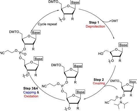 Nucleoside And Nucleotide Monomers In Oligo Synthesis Boc Sciences