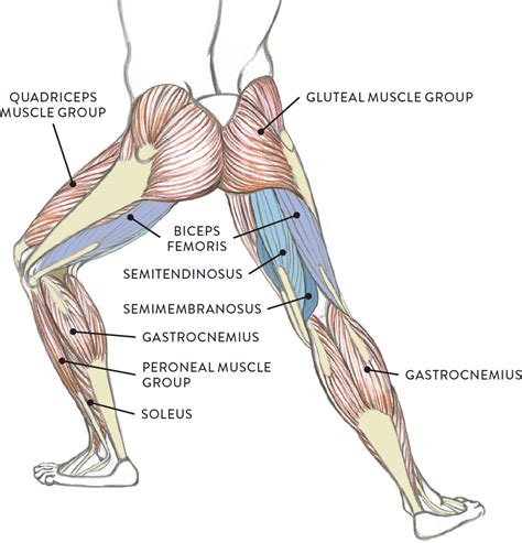Muscles Of The Leg And Foot Classic Human Anatomy In Motion The