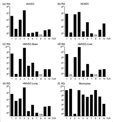 Human Endothelial Cells From Different Endothelial Cell Niches Express Download Scientific