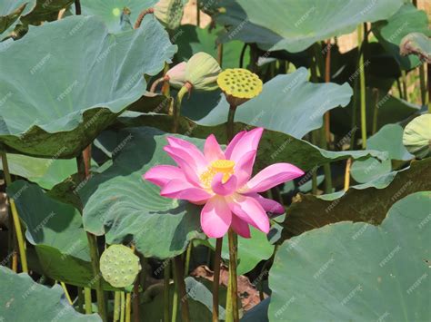 Lotus Flower Seeds Photoshop