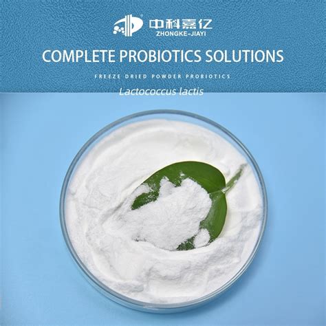 High Activity Freeze Dried Powder Lactococcus Lactis Immune Boosting
