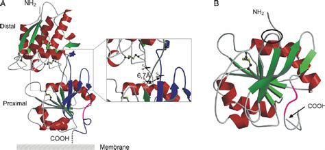 A Schematic Representation Of The Model Structure Of The Download Scientific Diagram