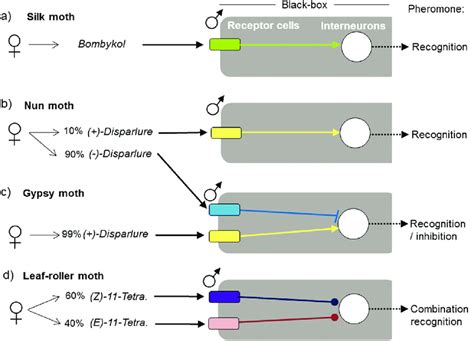 7 Principles Of Scent Detection In Moths By Specialist Receptor Cells Download Scientific