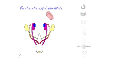 Scape Différenciation Sexuelle