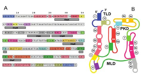 Tmrna Structure And Chaperone Positions [1] A S Pneumoniae R6 Tmrna