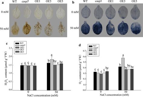 Dab Staining A Nbt Staining B H2o2 Content C And O2·− Content Download Scientific