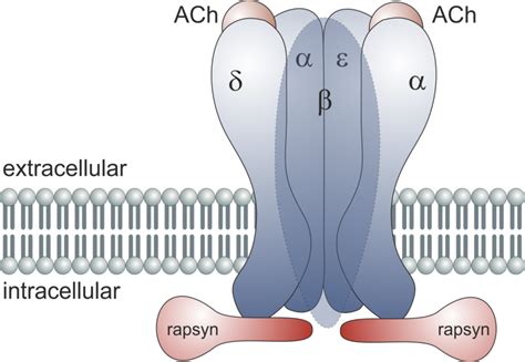 Ionotropic Acetylcholine Receptors