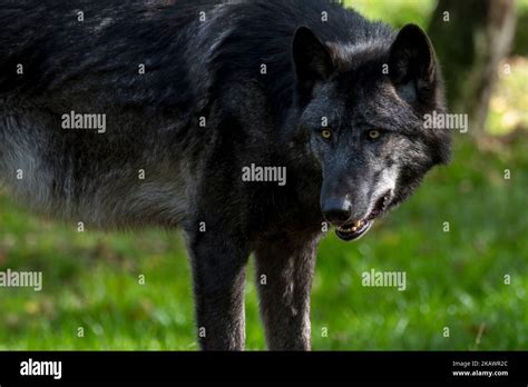 Worlds Largest Timber Wolf