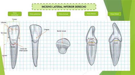 Incisivos Centrles Y Lateralespptx