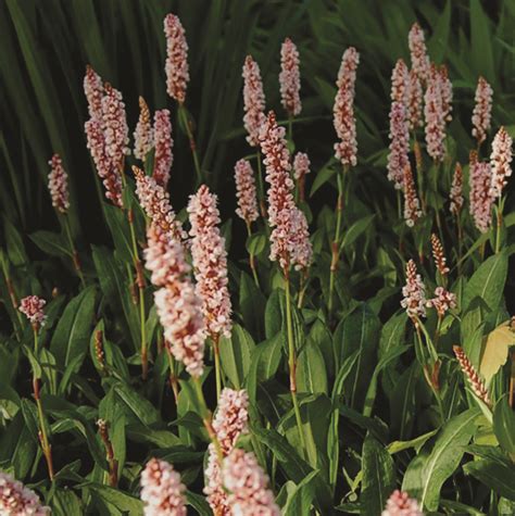 Persicaria Affinis Superba Van Berkum Nursery