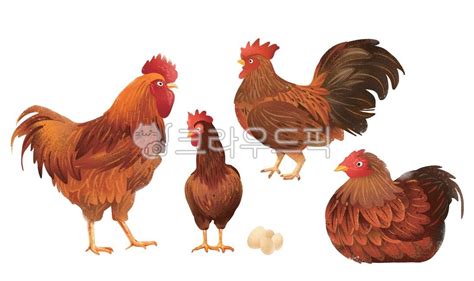 닭 수탉 암탉 닭그림 닭일러스트 사진 이미지 일러스트 캘리그라피 Design O작가