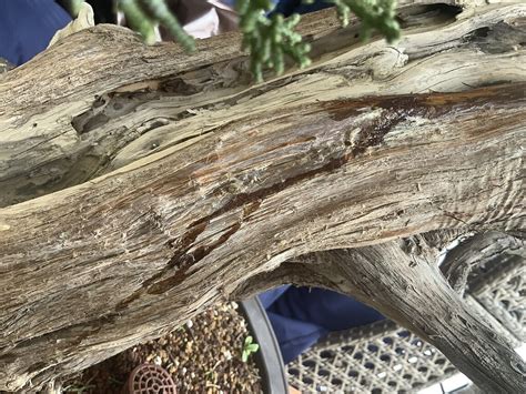 California Juniper Weeping Sap Horticulture Mirai Forum