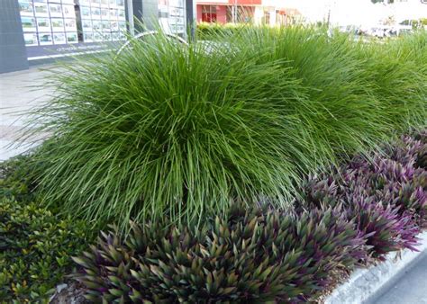 Hardy Australian Native And Ornamental Grasses Strap Leaf Plants