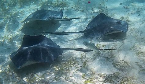 Swim With Stingrays Seaquest At Glenn Barbee Blog