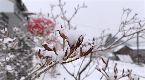新年下雪许愿树挂许愿牌意境实拍视频1080视频特效素材 千库网