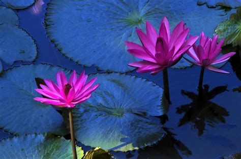 Smoking Blue Lotus Flowers Effects And Benefits