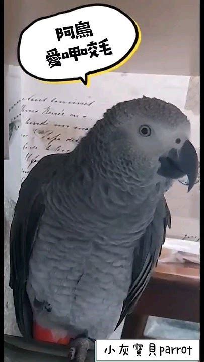 灰鸚鵡小灰打招呼偷笑說“阿鳥愛吃咬毛” 小灰寶貝parrot 灰鸚鵡愛說話 灰鸚鵡愛講話 灰鸚鵡小灰 Youtube
