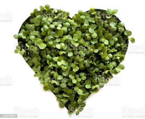 골판지에서 잘라 흰색 심장에 마이크로 녹색 브로콜리 건강한 음식의 개념 브로콜리에 대한 스톡 사진 및 기타 이미지 브로콜리 새싹채소 신선함 Istock