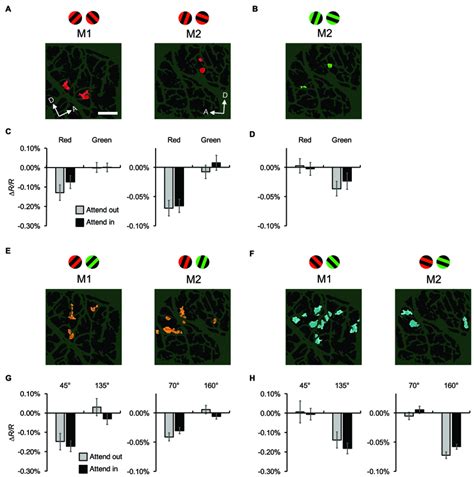 Attentional Effects On Stimulus Specific Hemodynamic Responses Of