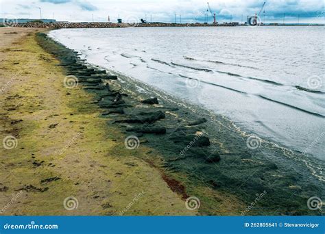 Green Seagrass Algae At The Beach In Halmstad Stock Image Image Of