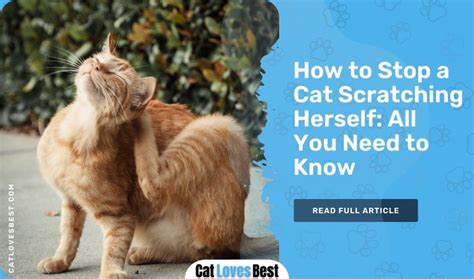 How To Stop A Cat Scratching Herself All You Need To Know