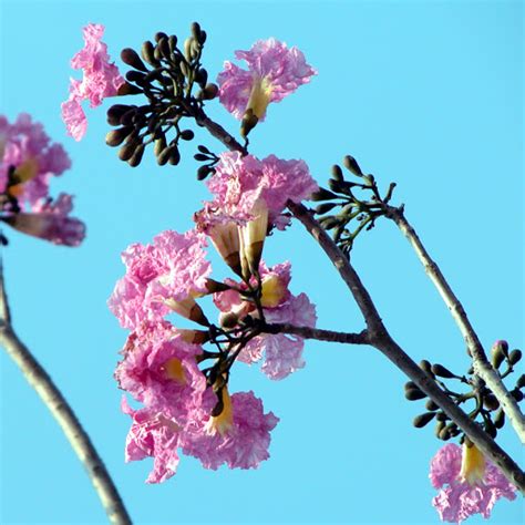 ชมพูพันธุ์ทิพย์ อุทยานพฤกษศาสตร์