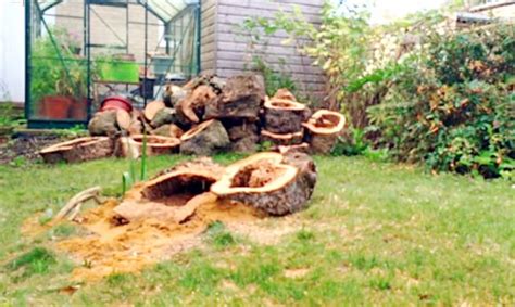 Woman Decides To Cut Down Dead Apple Tree What She Finds Inside Brings