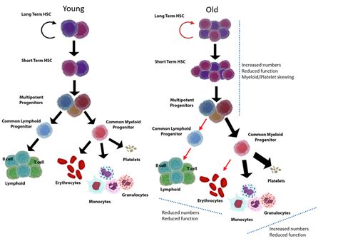 Hematopoiesis Leukemia