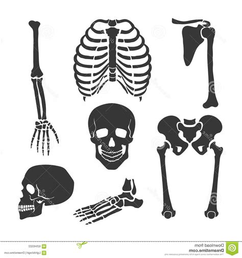 Vector Backbone At Collection Of Vector Backbone Free For Personal Use