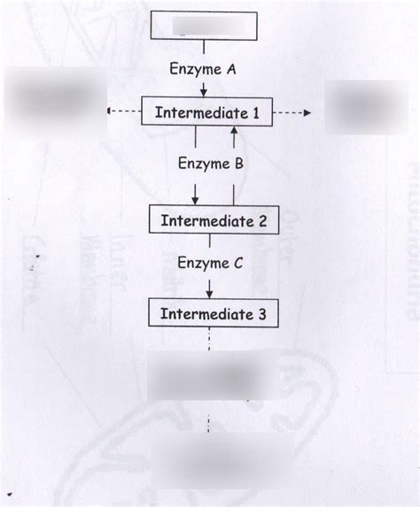 Diagram Of Metabolic Pathway Quizlet