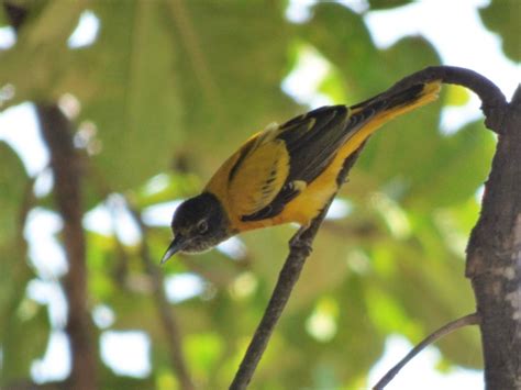 Birds Dataset Roboflow Universe