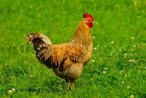 Cock Close Up On The Farm Green Grass Stock Image Colourbox
