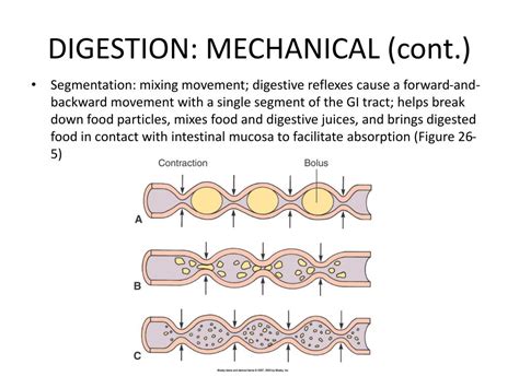 Ppt Chapter 26 Physiology Of The Digestive System Powerpoint Presentation Id 3223750