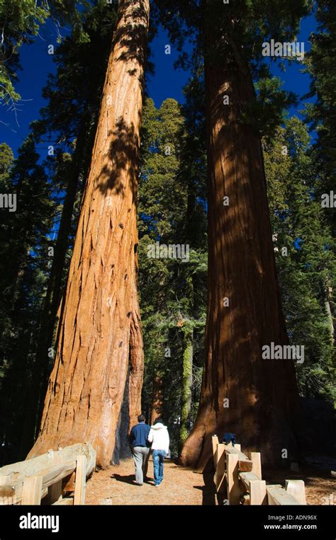 USA California Sequoia National Park A Couple Is Dwarfed By Tall Sequoia Tree Trunks Stock Photo