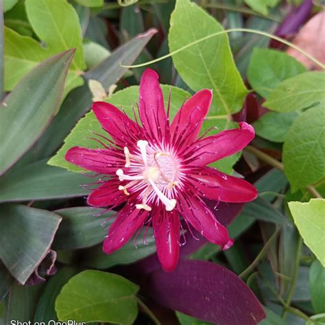 Passiflora Pink Krishna Kamal Passion Flower Live Plant Vgr Gardens