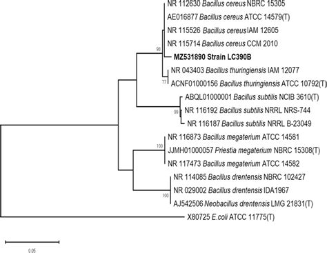Phylogenetic Tree Of Bacillus Sp Lc390b Dendrogram Construction Was Download Scientific
