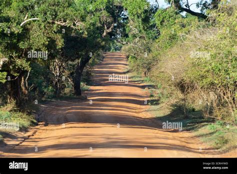 Tropical Jungle Road During Dry Season An Unpaved Track Through Dense