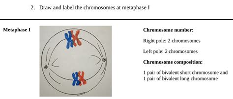 Metaphase Drawing