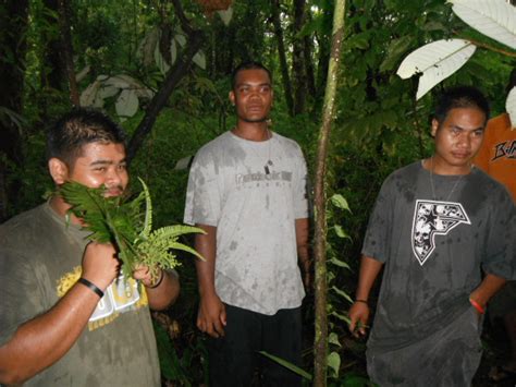 Lycophytes And Monilophytes Hike