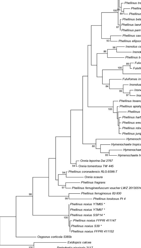 Maximum Composite Likelihood Phylogenetic Analysis Using Lsu Sequences