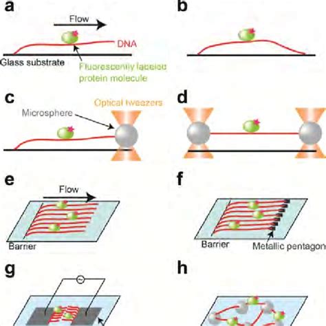 A Tightrope Formed Between Streptavidin Coated Biotin Peg Silica Download Scientific Diagram